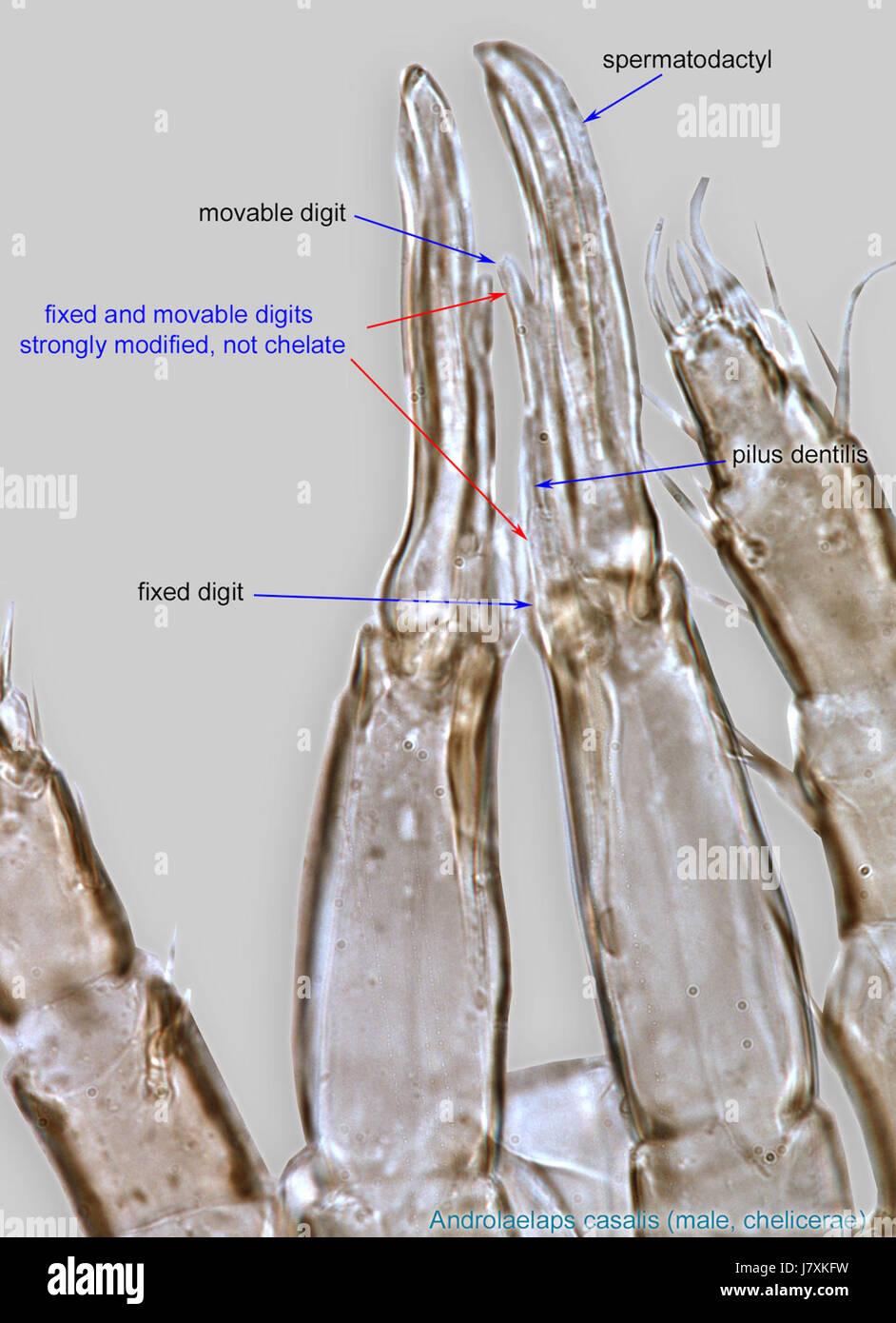 This specimen shows the male chelicera of Androlaelaps casalis, a mite ...