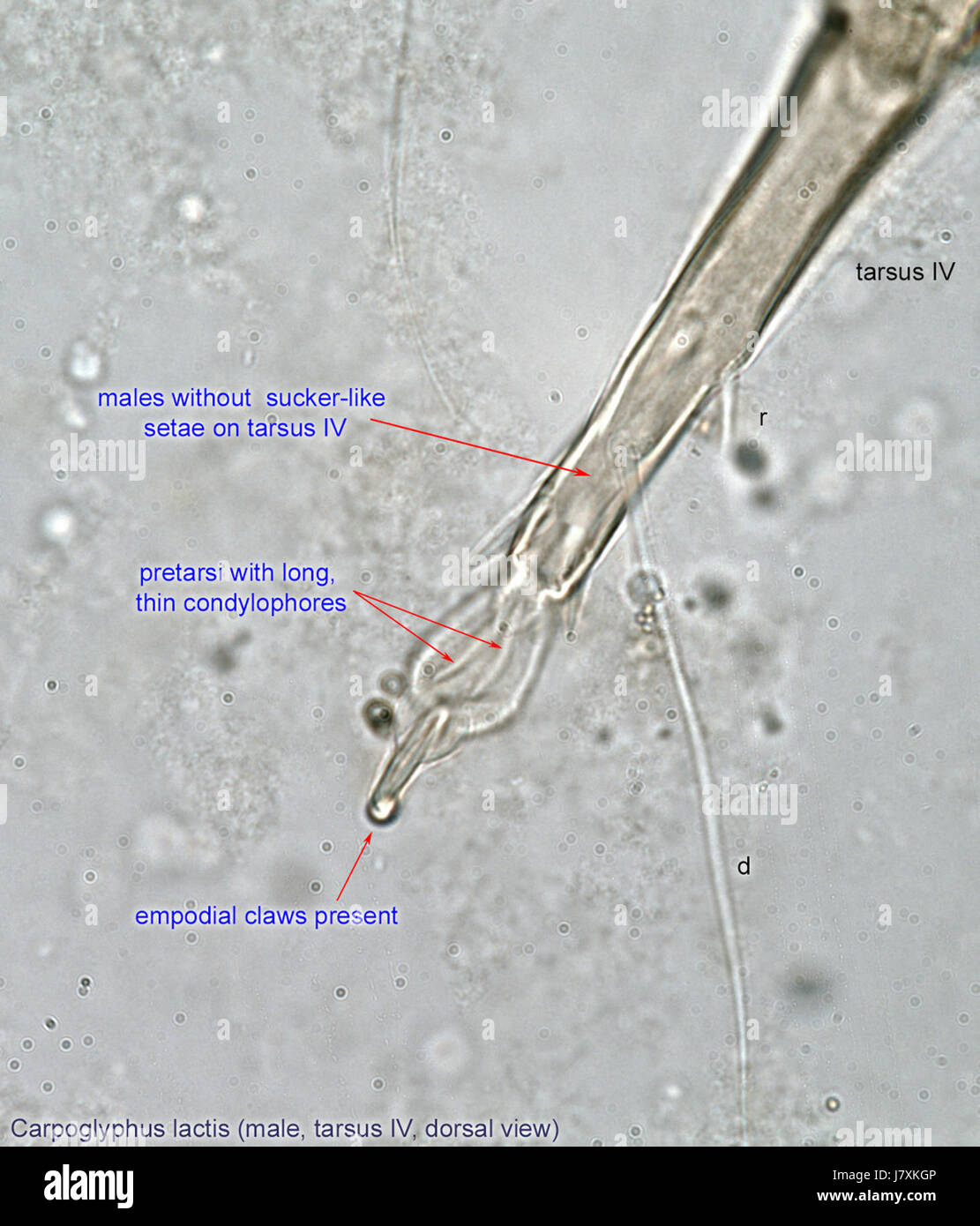 Carpoglyphus lactis is a species of mite. This reference may focus on ...