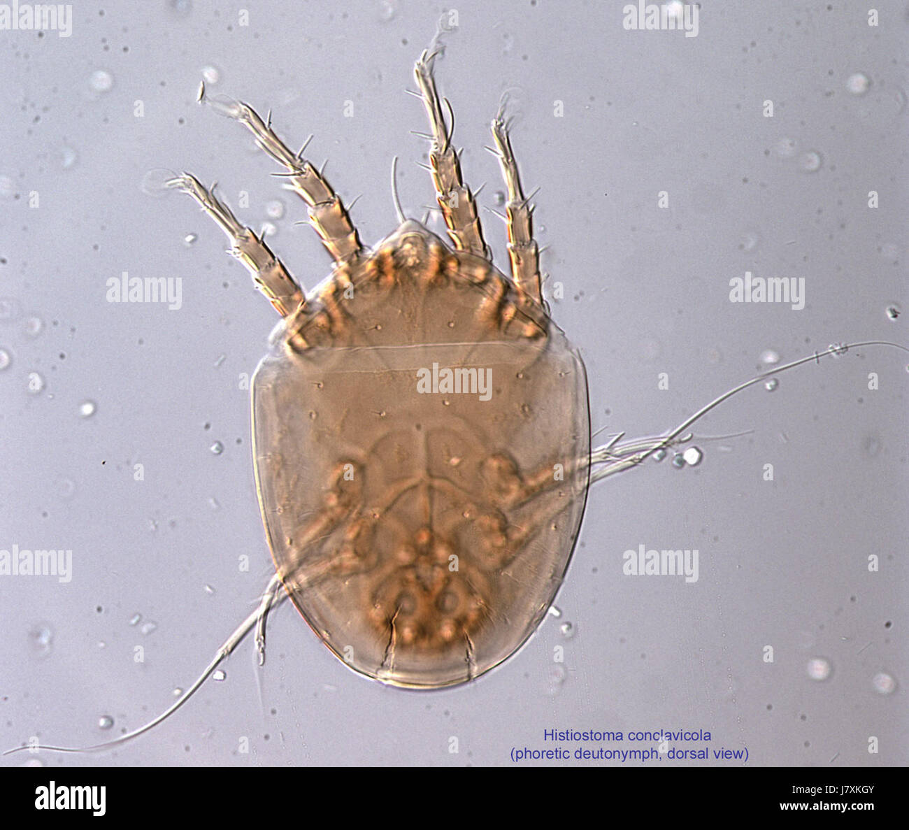 This entry likely refers to a specimen or scientific study of ...