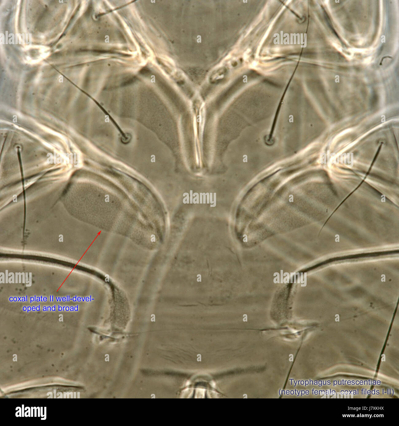 This refers to a scientific illustration or study documenting the ...