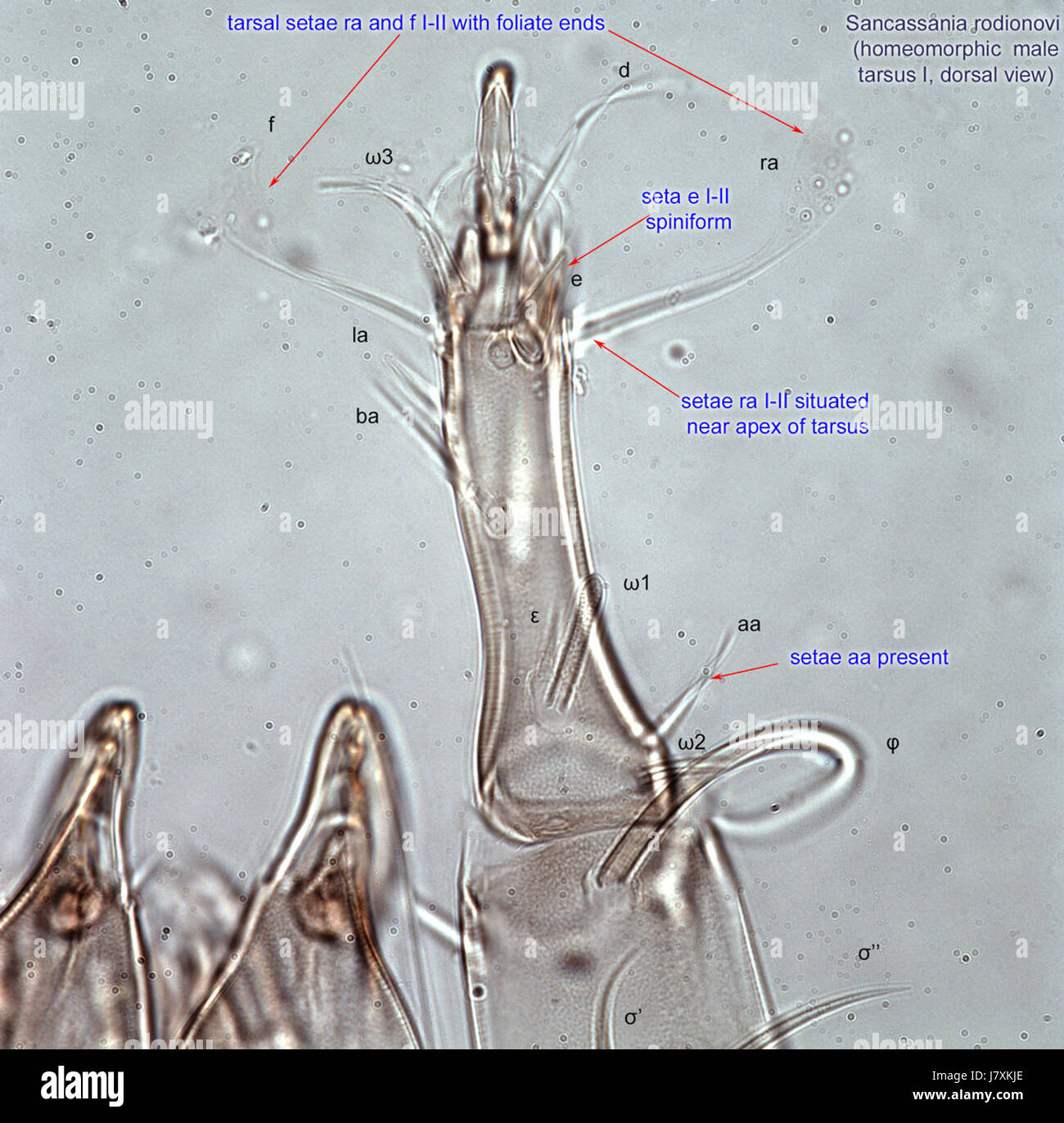 The reference '14 Sancassania rodionovi homeomorphic male tarsusI dors ...