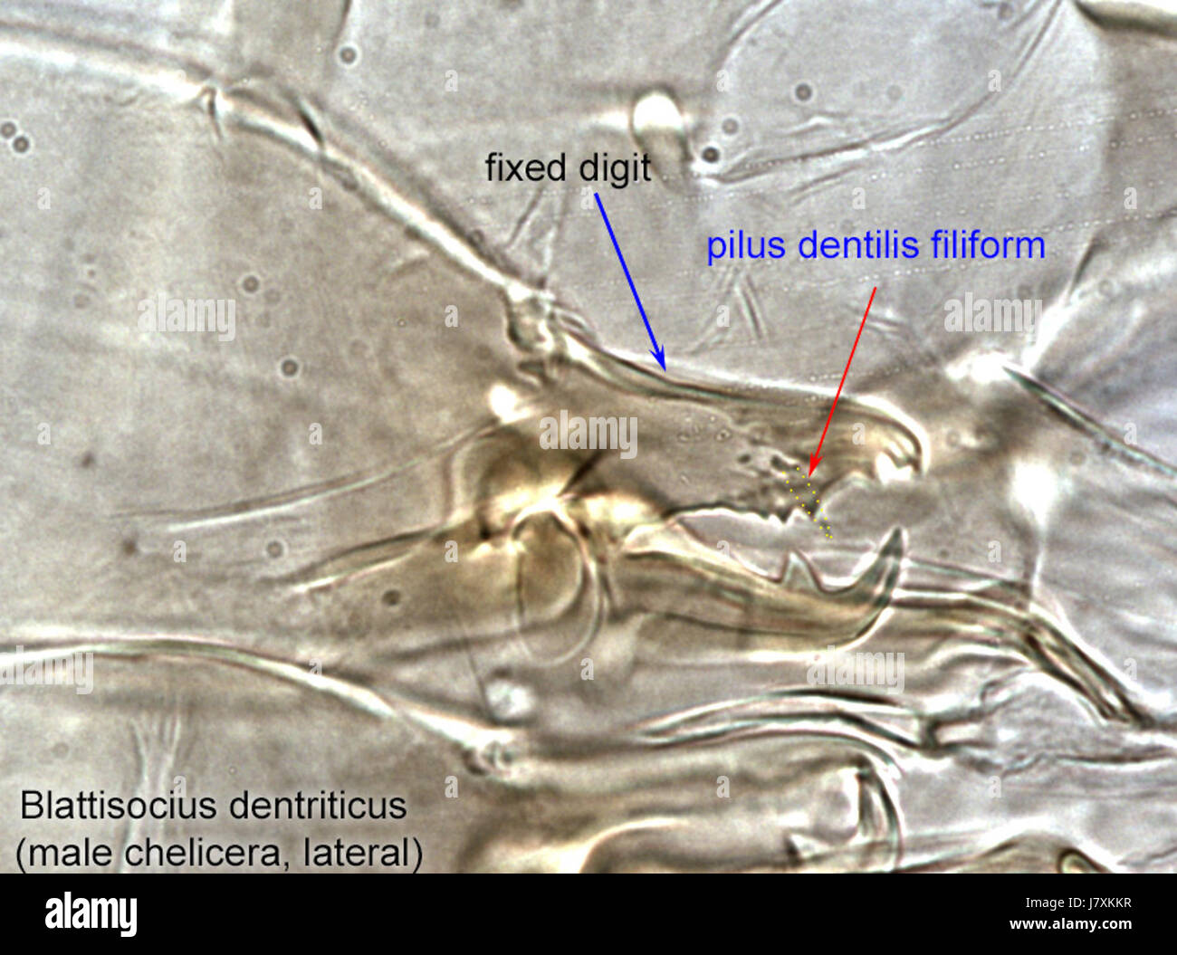 Chelicera hi-res stock photography and images - Alamy