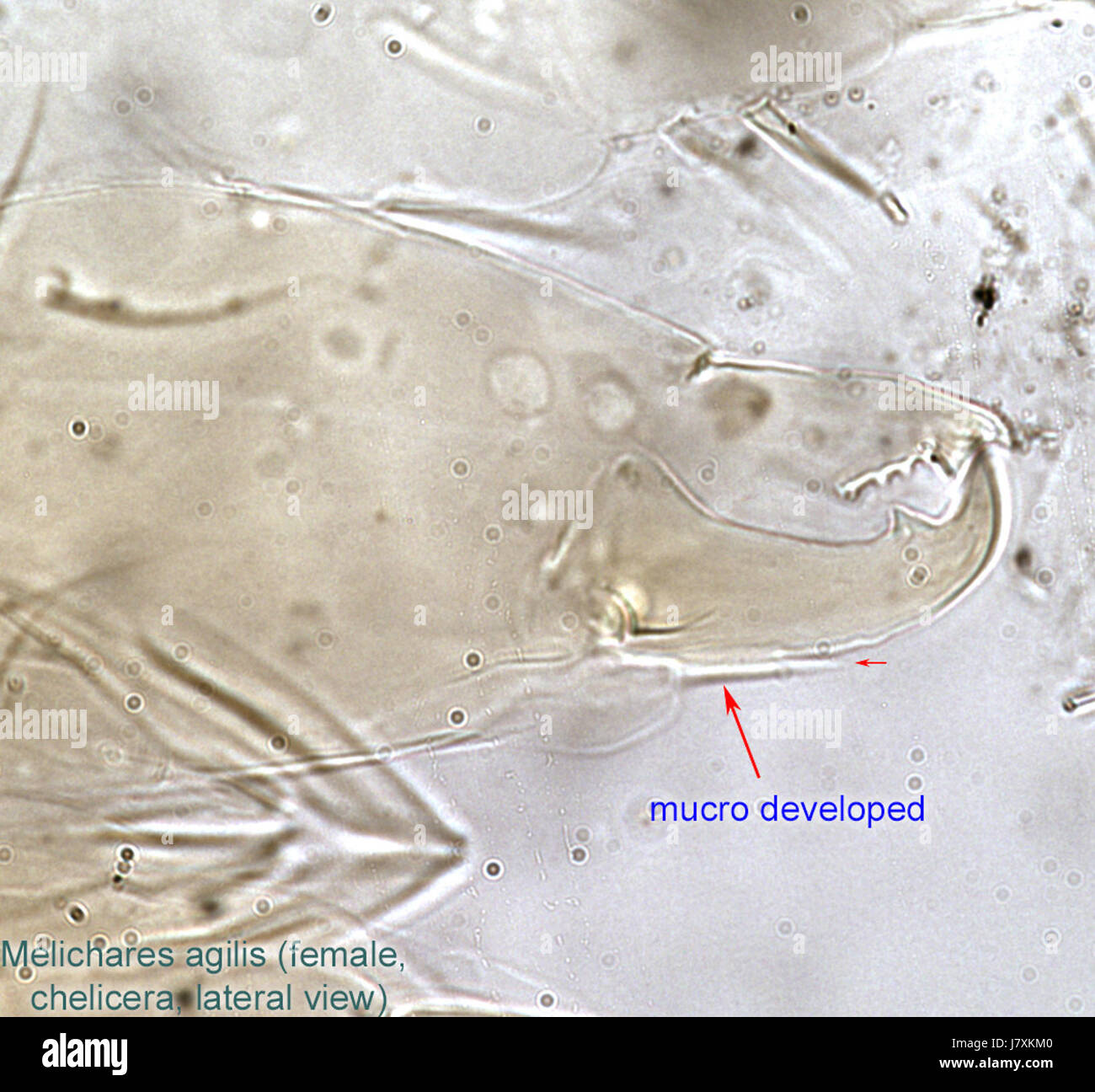 11 Melichares agilis female chelicera BF100 Stock Photo - Alamy