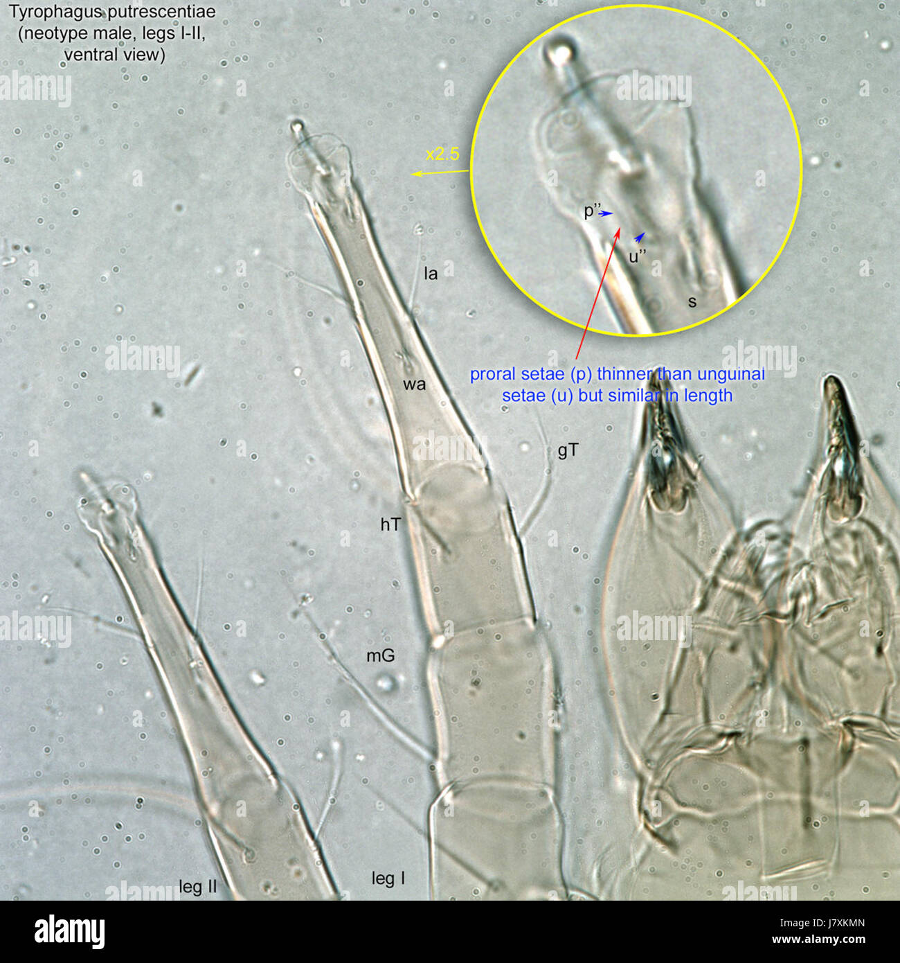 Scientific reference to a neotype specimen of *Tyrophagus putrescentiae ...