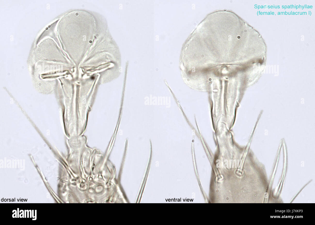 This scientific description focuses on the paratype female specimen of ...