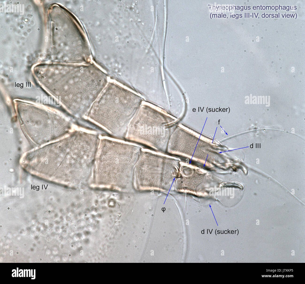 Thyreophagus entomophagus is a species of parasitic mite. This specimen ...