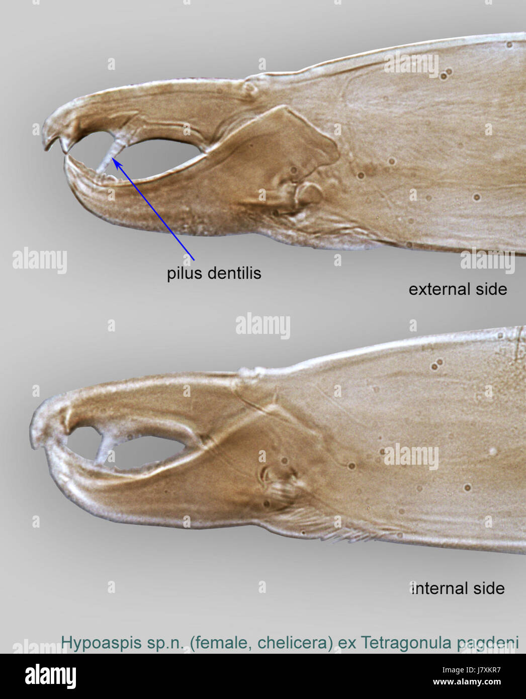 17 Hypoaspis spn female chelicera specimen4 Malaysia10 DIC100 Stock ...