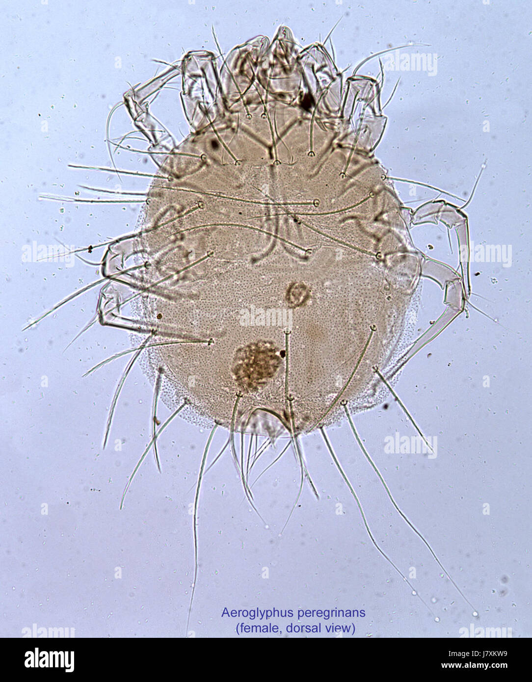 Arachnids unique features hi-res stock photography and images - Alamy
