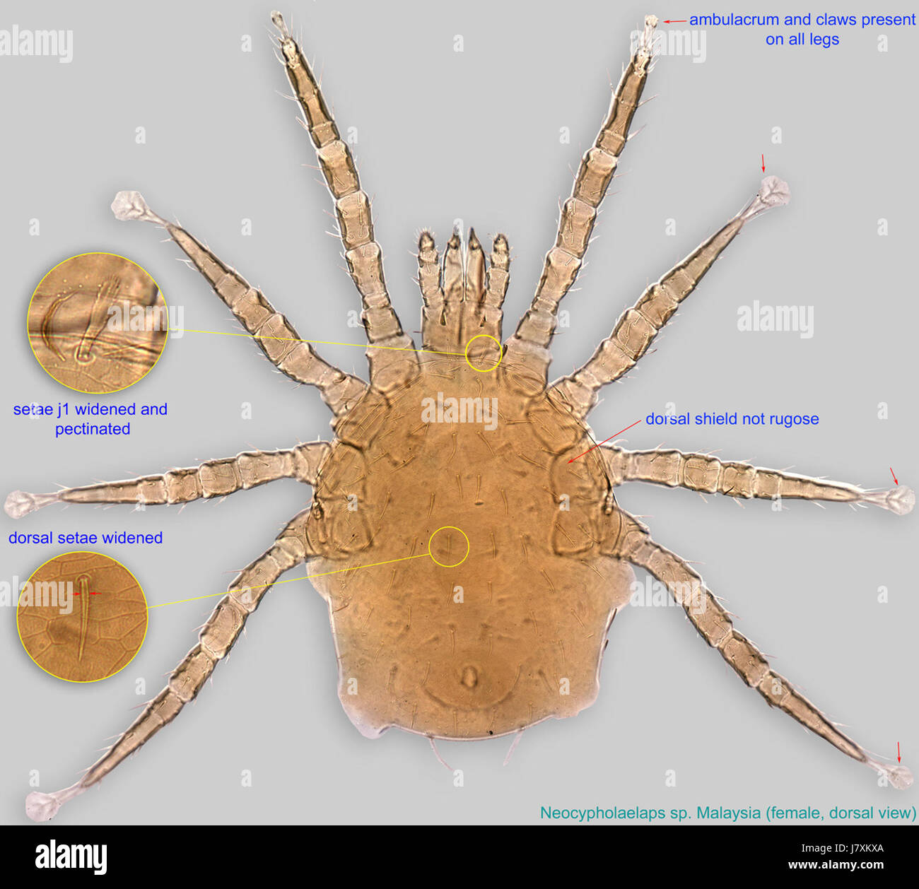 This refers to a specimen of *Neocypholaelaps*, a type of mite, with ...