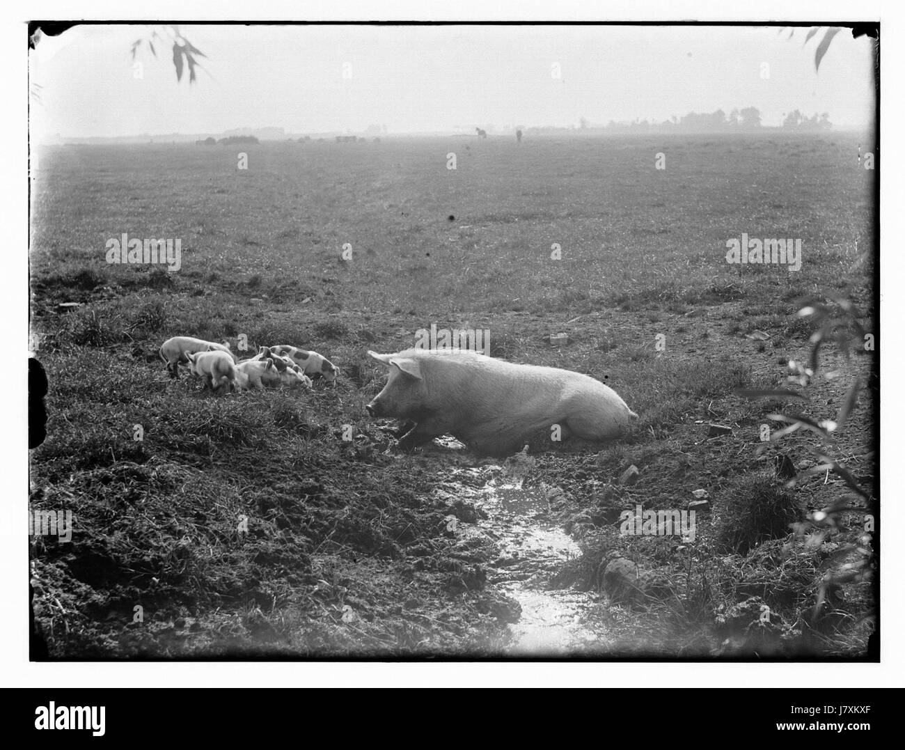 Abcoude eo, foto 12 Jacob Olie (max res Stock Photo - Alamy