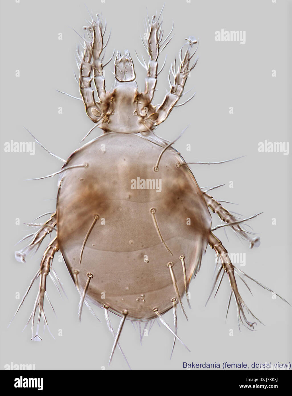 Trombiculidae larva hi-res stock photography and images - Alamy