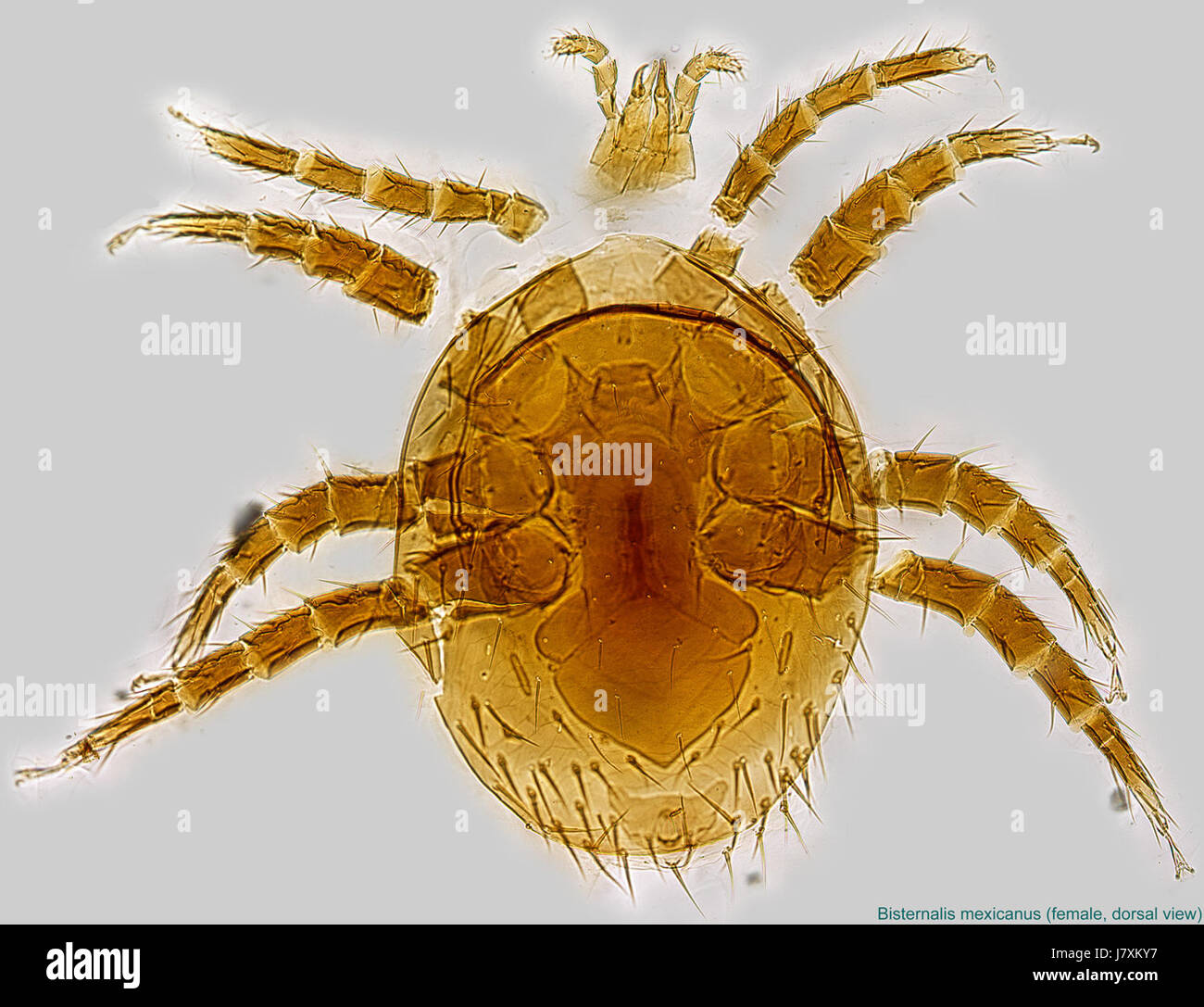 1 Bisternalis mexicanus female dors20x Stock Photo - Alamy