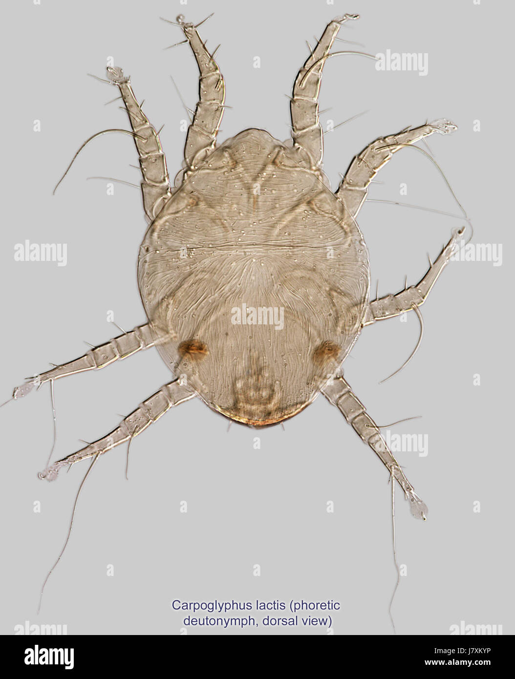 Revealing species hi-res stock photography and images - Alamy