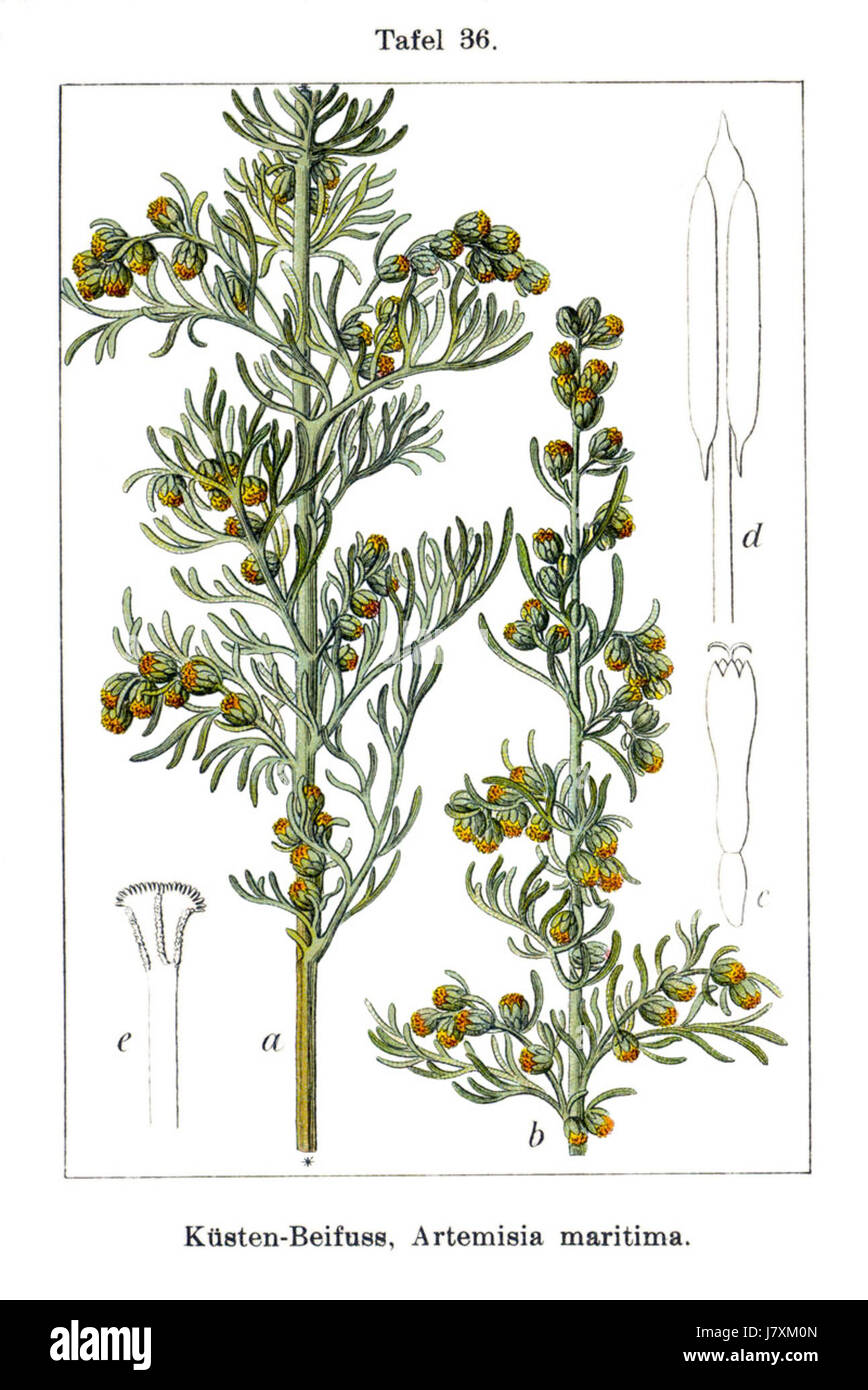 Artemisia maritima drawing hi-res stock photography and images - Alamy
