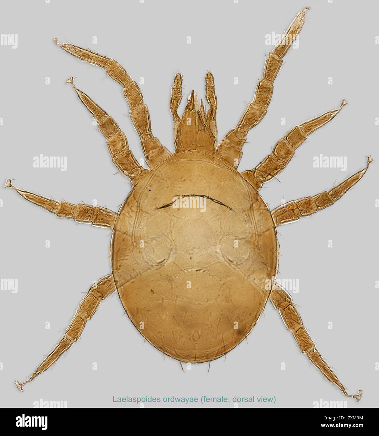 This image shows the holotype of Laelaspoides ordwayae, a species of ...
