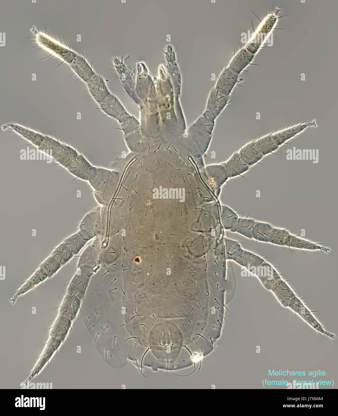 This image illustrates a Melichares agilis, a species of female insect ...