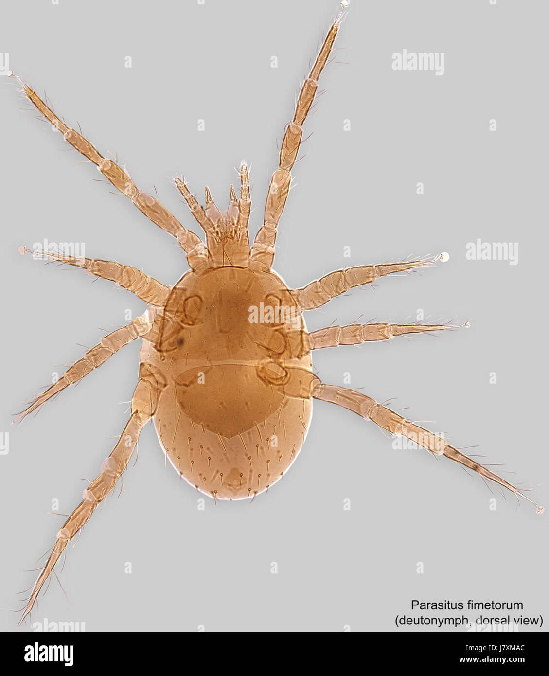 The 'Parasitus fimetorum' is a species of parasitic beetle, identified ...