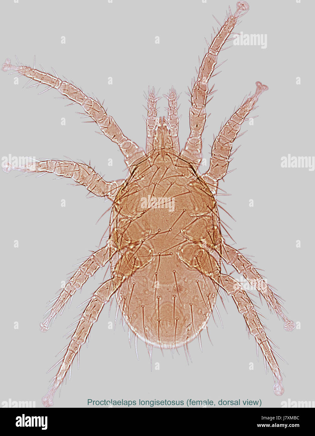 This image features the dorsal view of a female Proctolaelaps ...