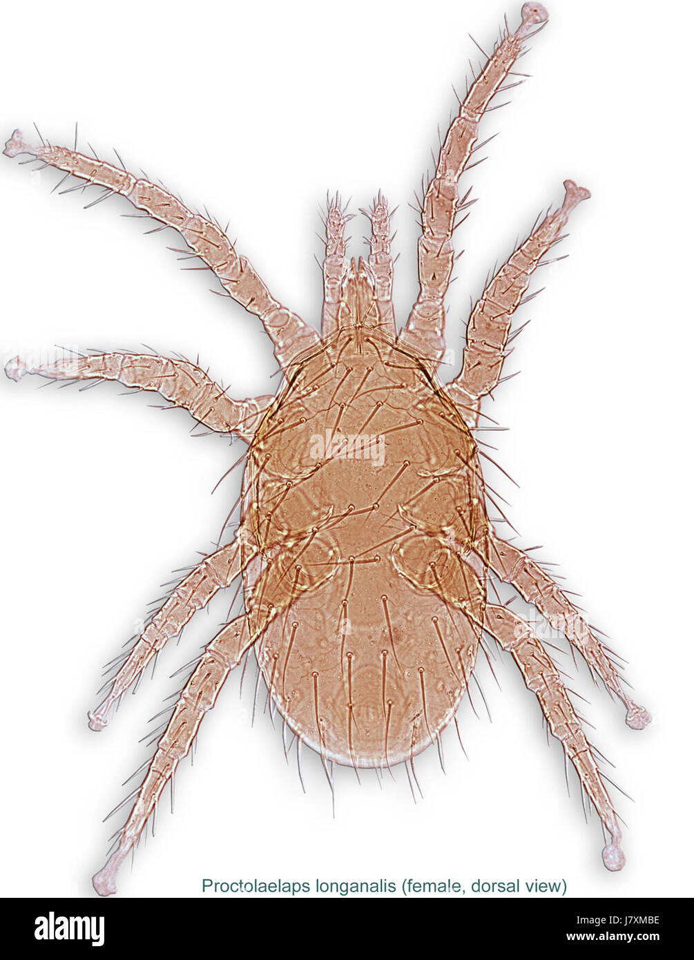 Proctolaelaps longanalis is a species of mite, and this specific ...
