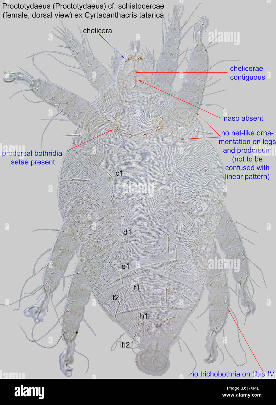 1 Proctotydaeus female dors DIC40 BMOC 85 0904 002 Stock Photo - Alamy