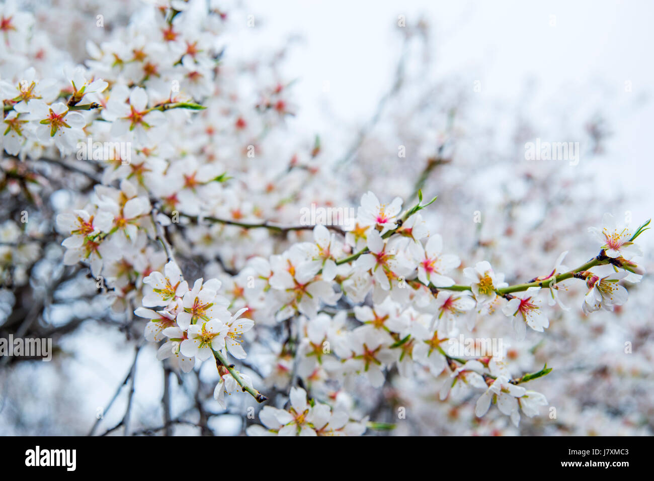Branches of flowered almond tree Stock Photo - Alamy