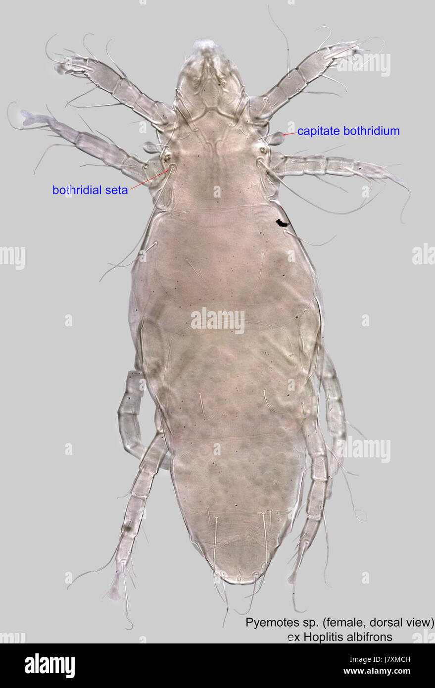 Microscopic image of a female Pyemotes spider's dorsum, captured using ...