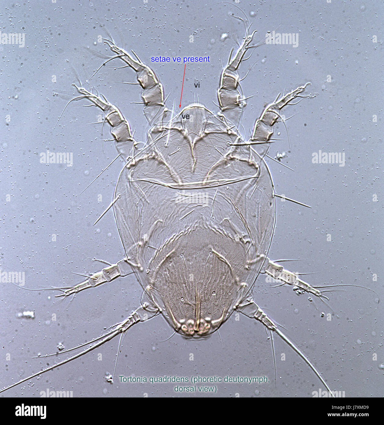 1 Tortonia quadridens HDN dors DIC40 BMOC 77 0805 001 Stock Photo - Alamy