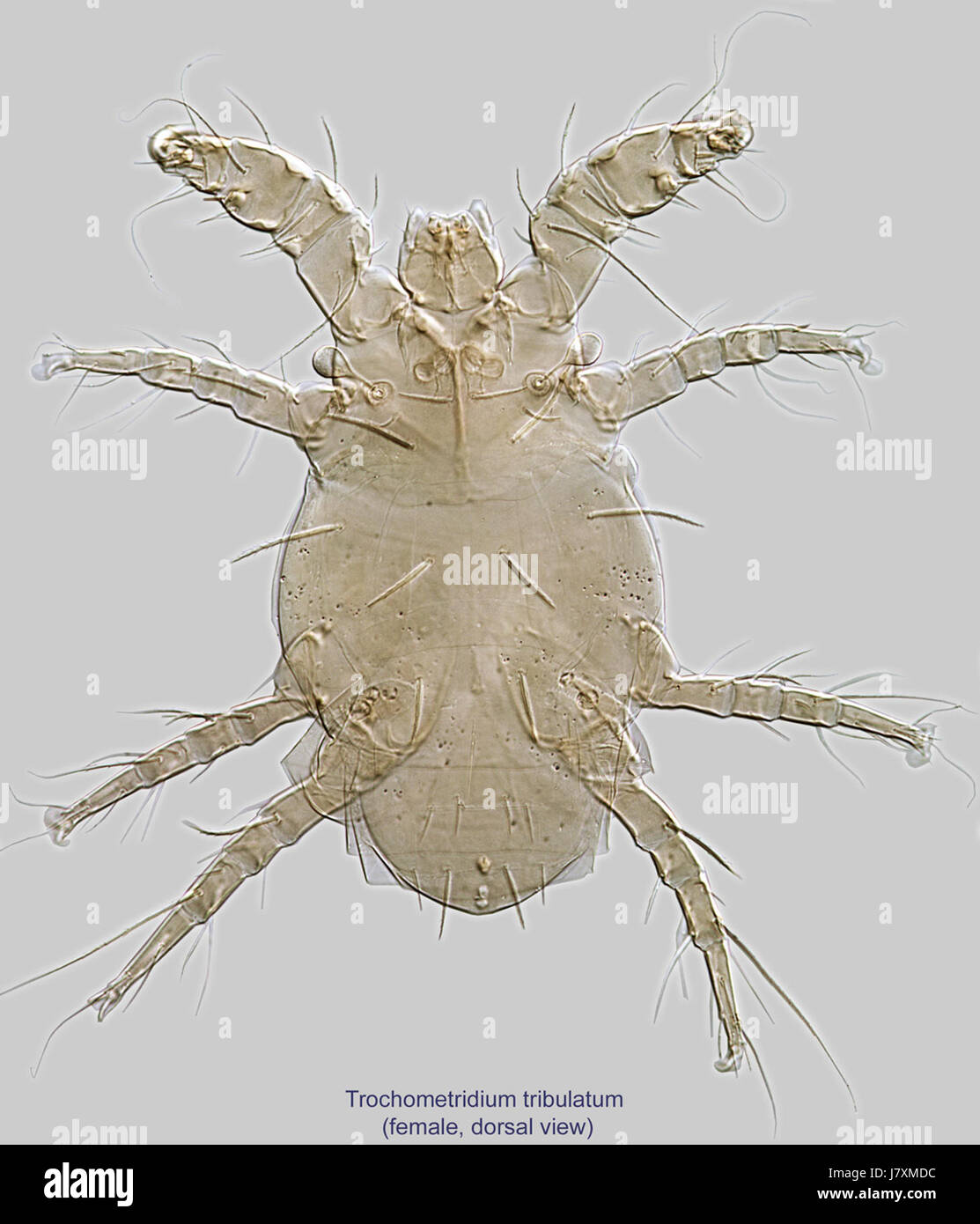 Trochometridium tribulatum is a species of mite, with the image ...