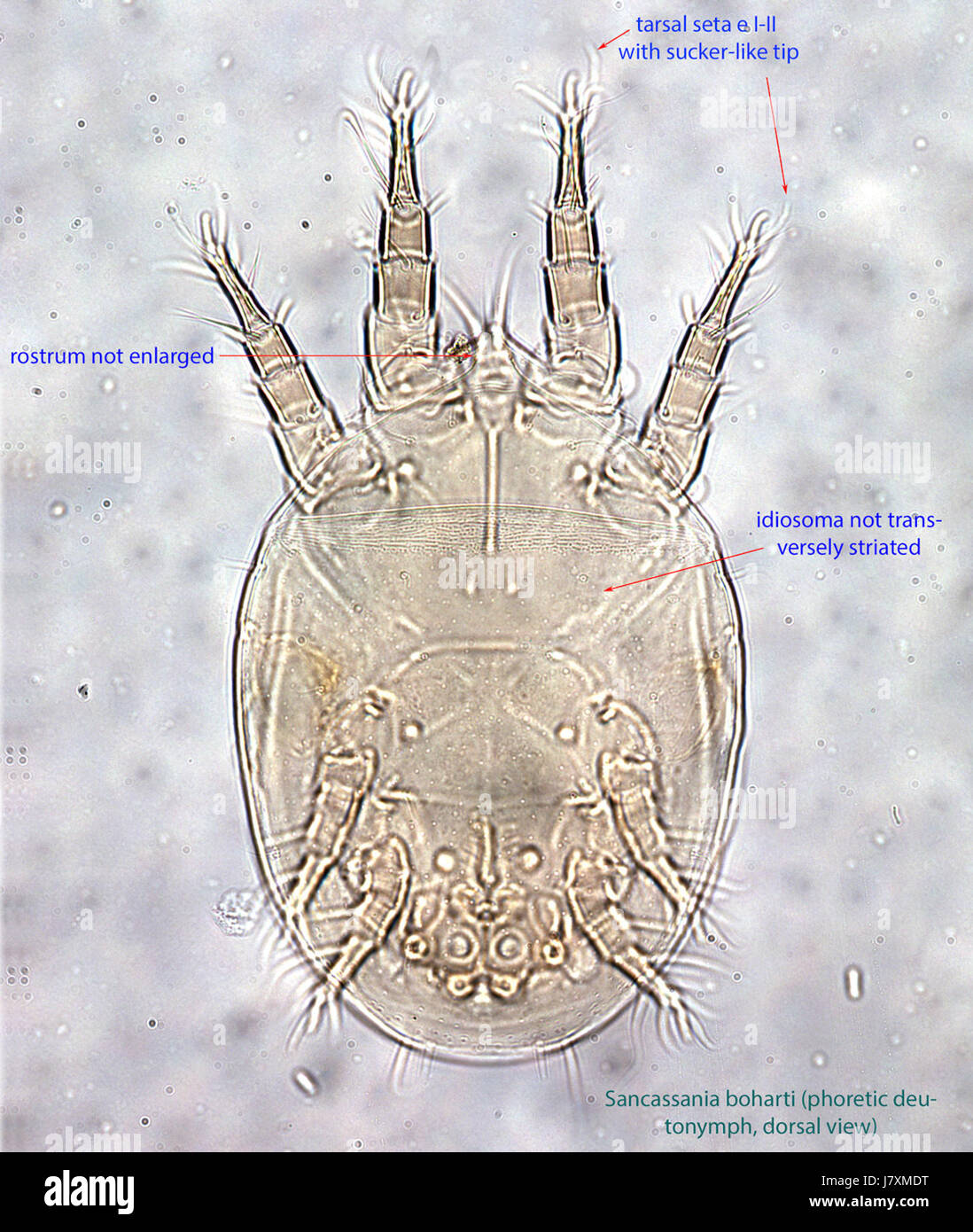 This entry '1 Sancassania boharti' refers to a specific species or ...