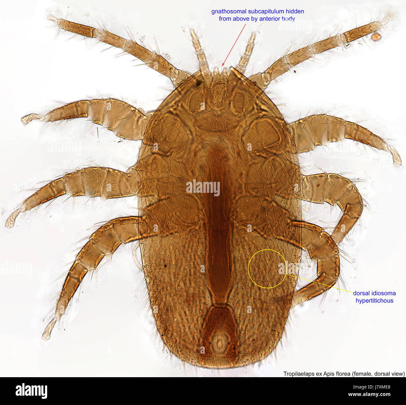 An image of a Tropilaelaps female mite, magnified at 20x magnification ...