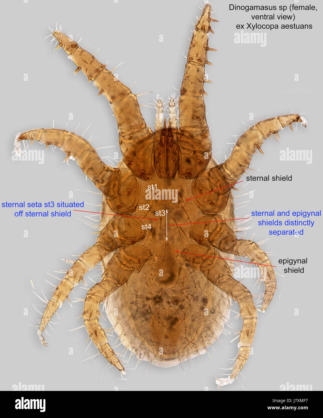 This image features a female Dinogamasus, a species in the arachnid ...