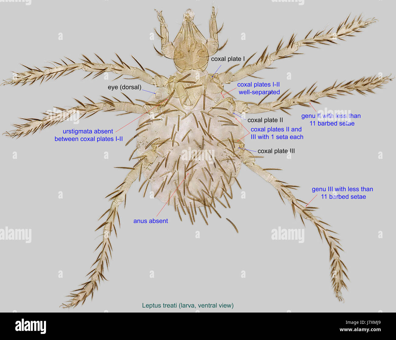 The 2 Leptus treati larva vent paratype reared specimen refers to a ...