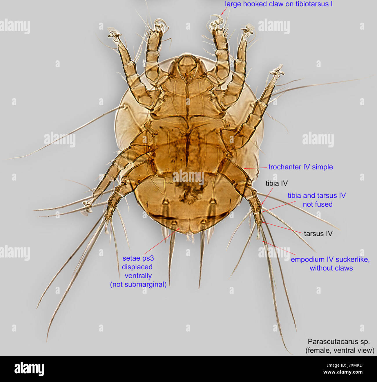 The Parascutacarus is a type of arachnid, observed in this image as a ...