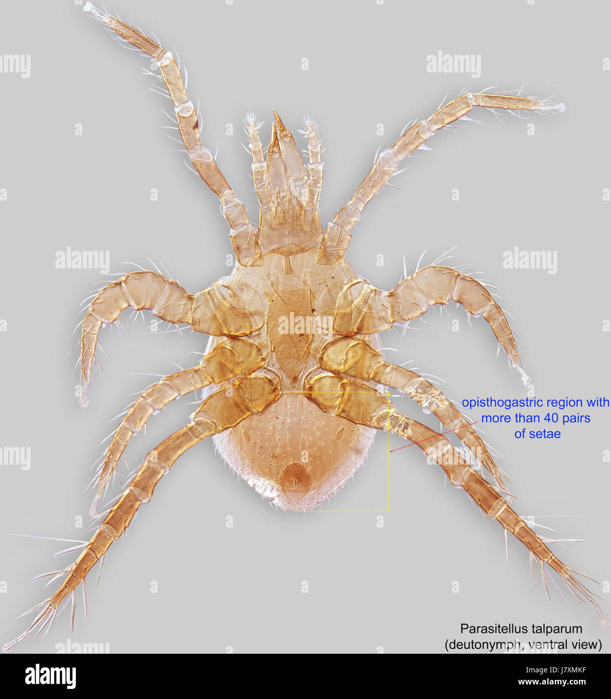 This entry refers to the classification of the parasite species ...