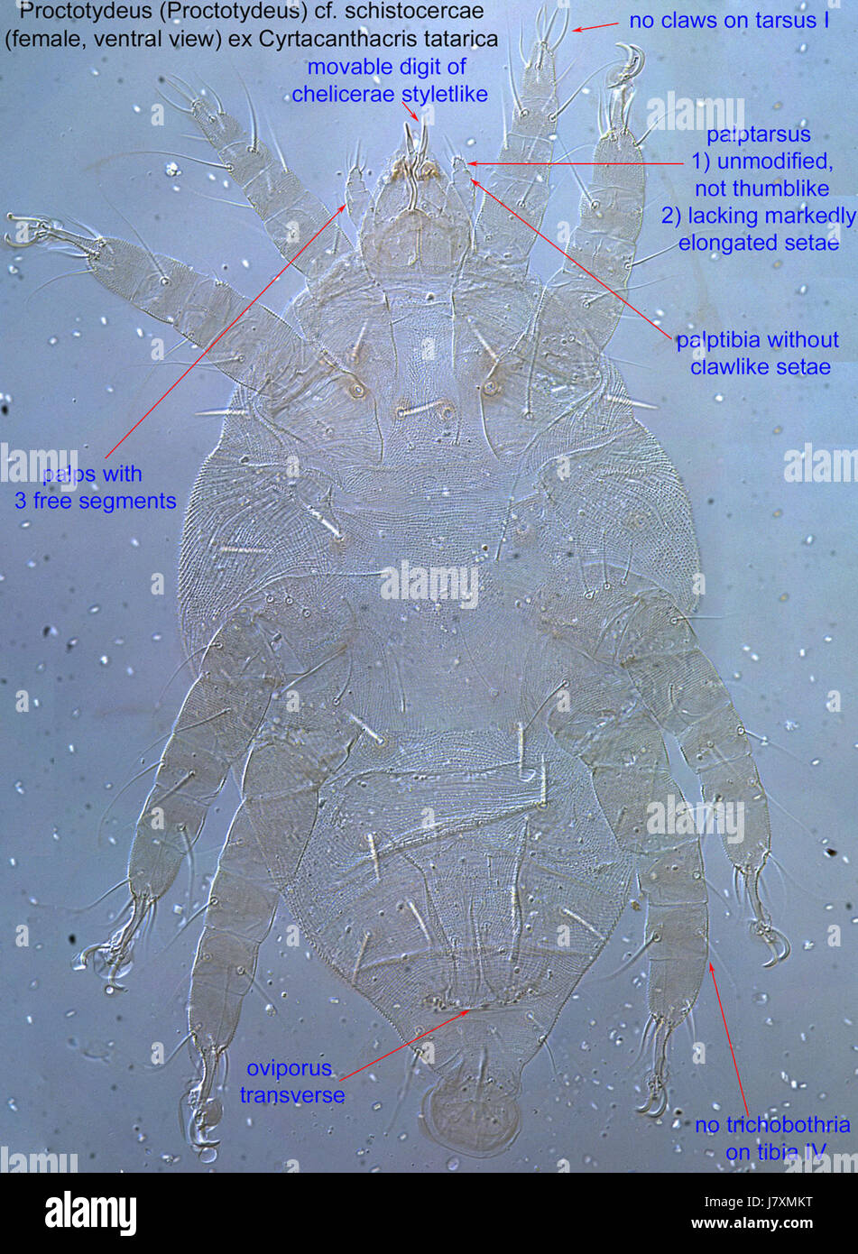 2 Proctotydeus female vent DIC40 BMOC 85 0904 002 Stock Photo - Alamy