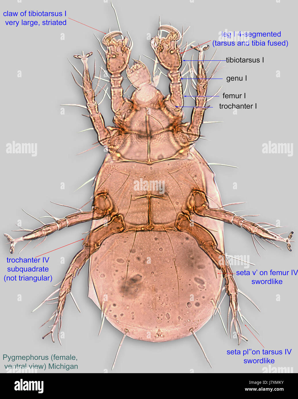 2 Pygmephorus female ventr BMOC 97 0808 002 Stock Photo - Alamy