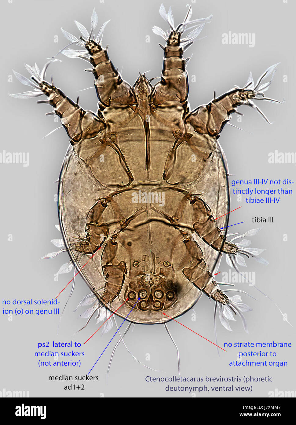 A scientific specimen of the mite species Ctenocolletacarus ...