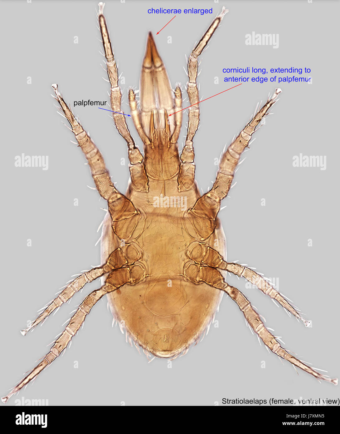 Female1 hi-res stock photography and images - Alamy