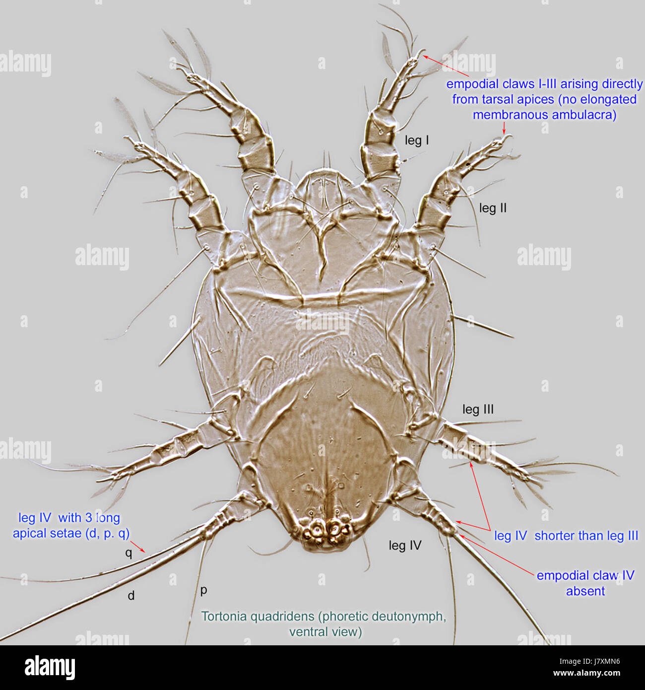 Quadridens hi-res stock photography and images - Alamy