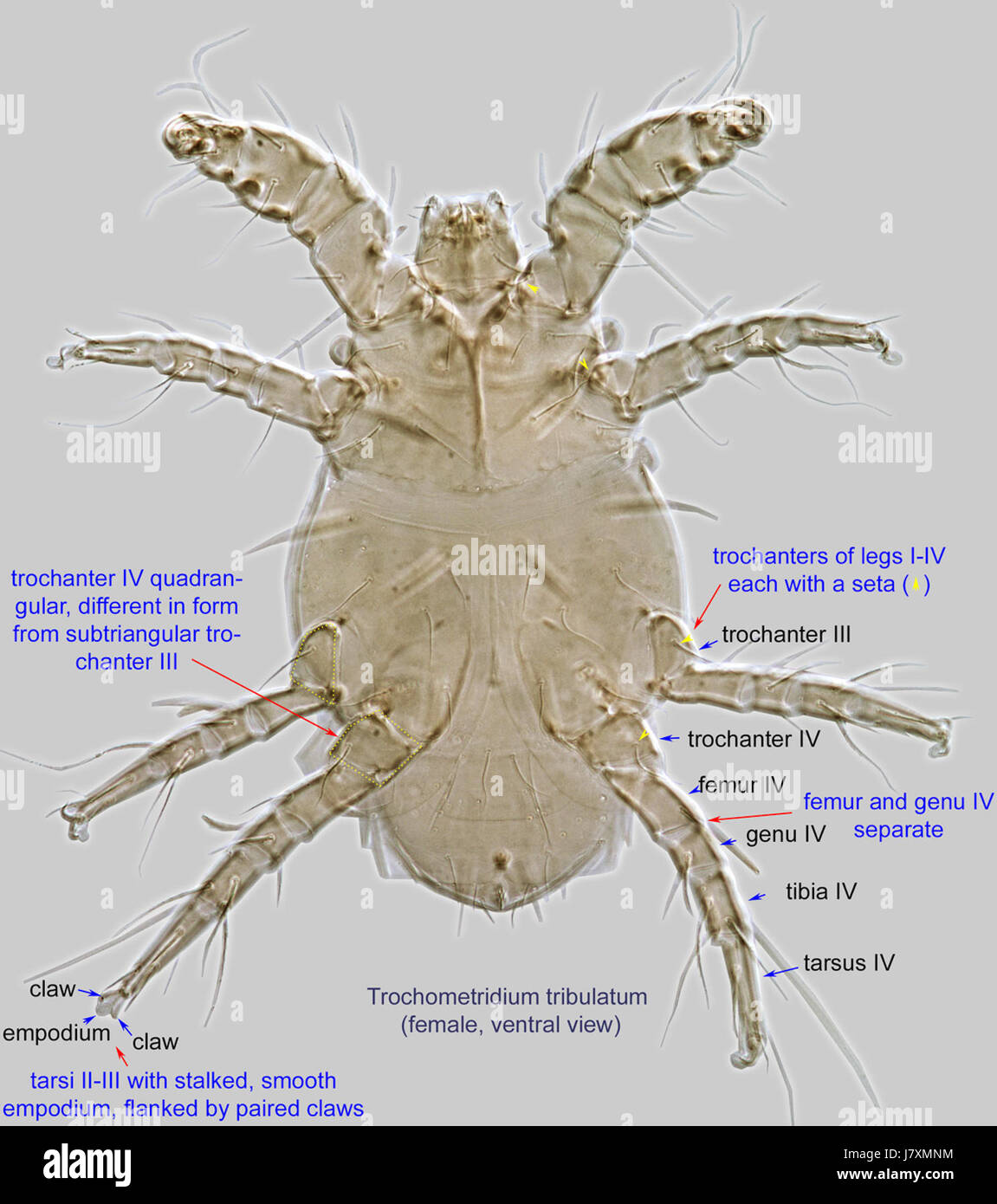 006172050 hi-res stock photography and images - Alamy