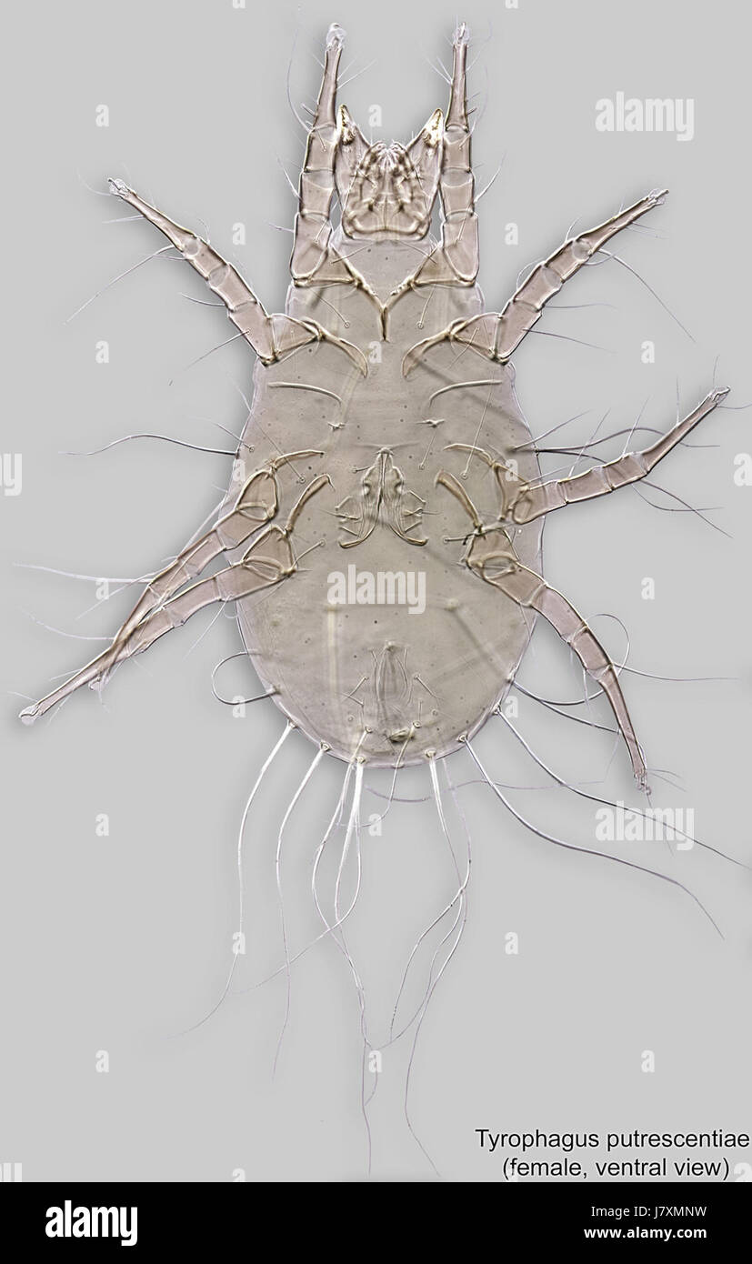 Mite cheese hi-res stock photography and images - Alamy