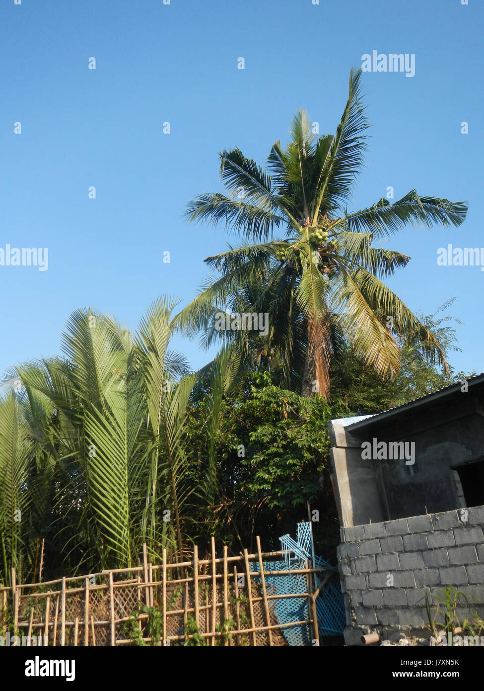 The Malolos River district in Bulacan features the iconic nipa trees ...