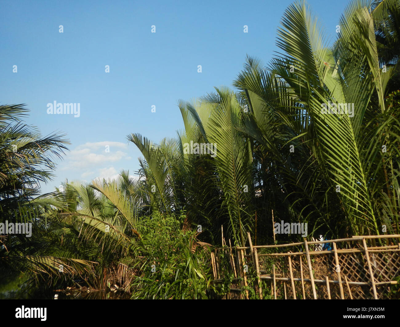 09926 Malolos River Districts City Nipa trees Bulacan Landmarks 11 ...