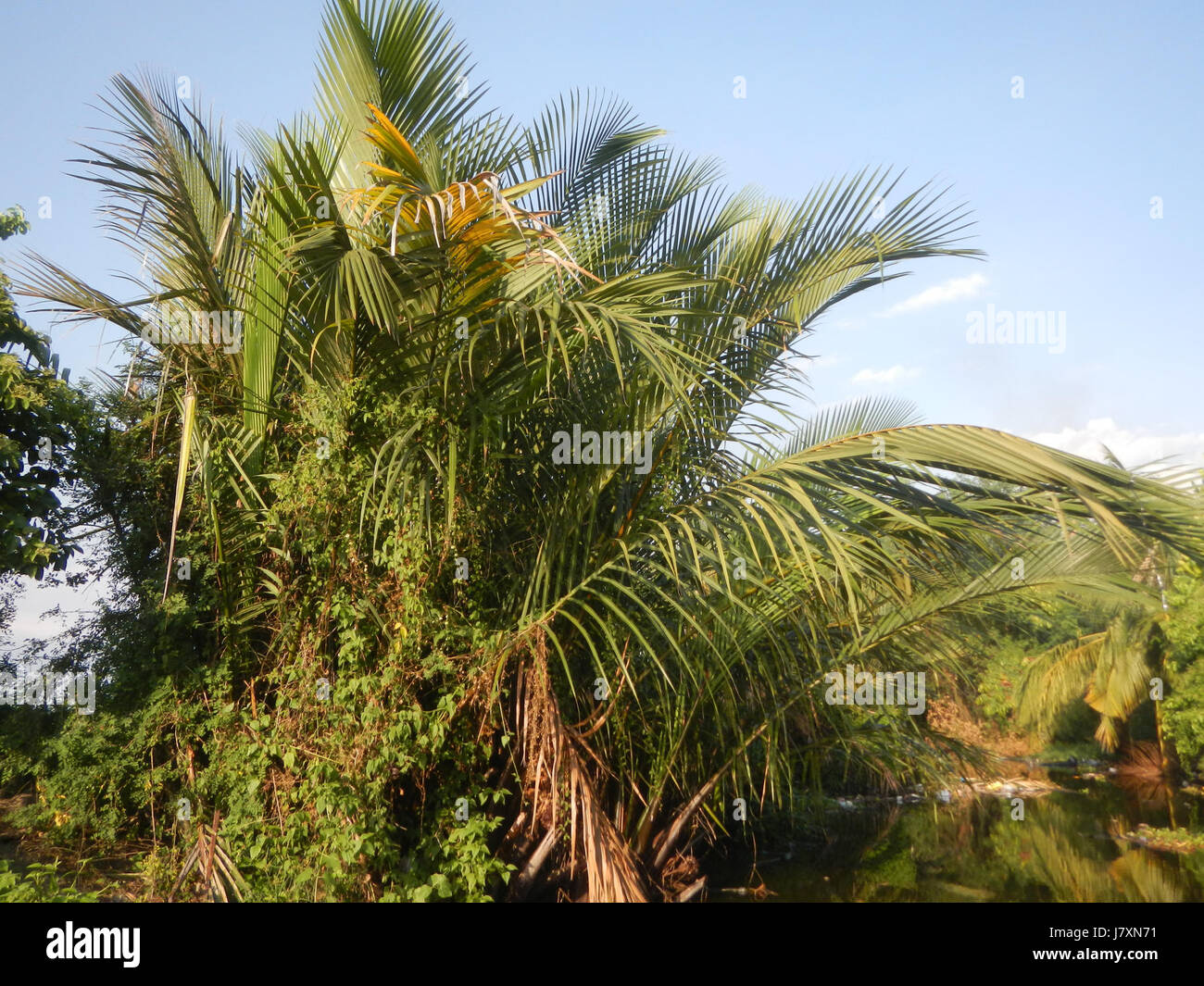 09926 Malolos River Districts City Nipa trees Bulacan Landmarks 35 ...