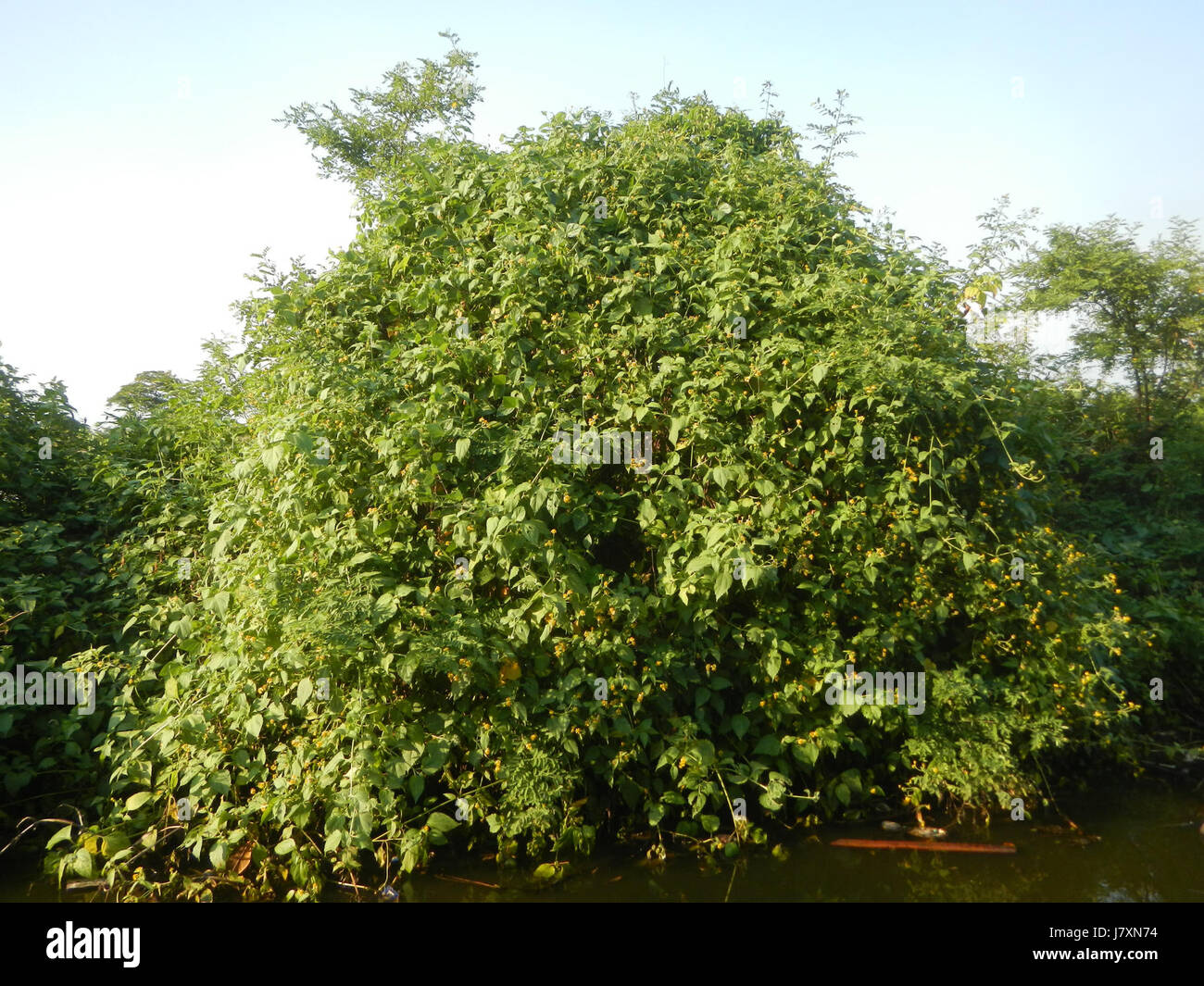 09926 Malolos River Districts City Nipa trees Bulacan Landmarks 37 ...