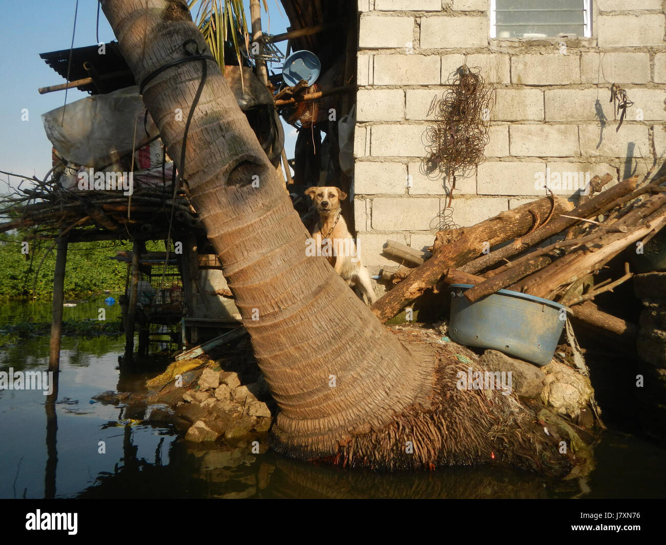 09926 Malolos River Districts City Nipa trees Bulacan Landmarks 40 ...
