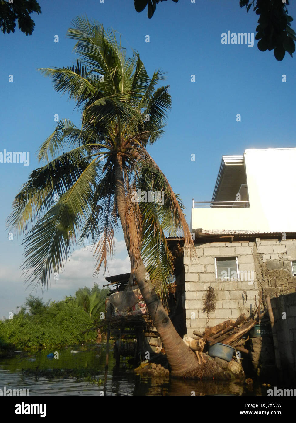 09926 Malolos River Districts City Nipa trees Bulacan Landmarks 42 ...