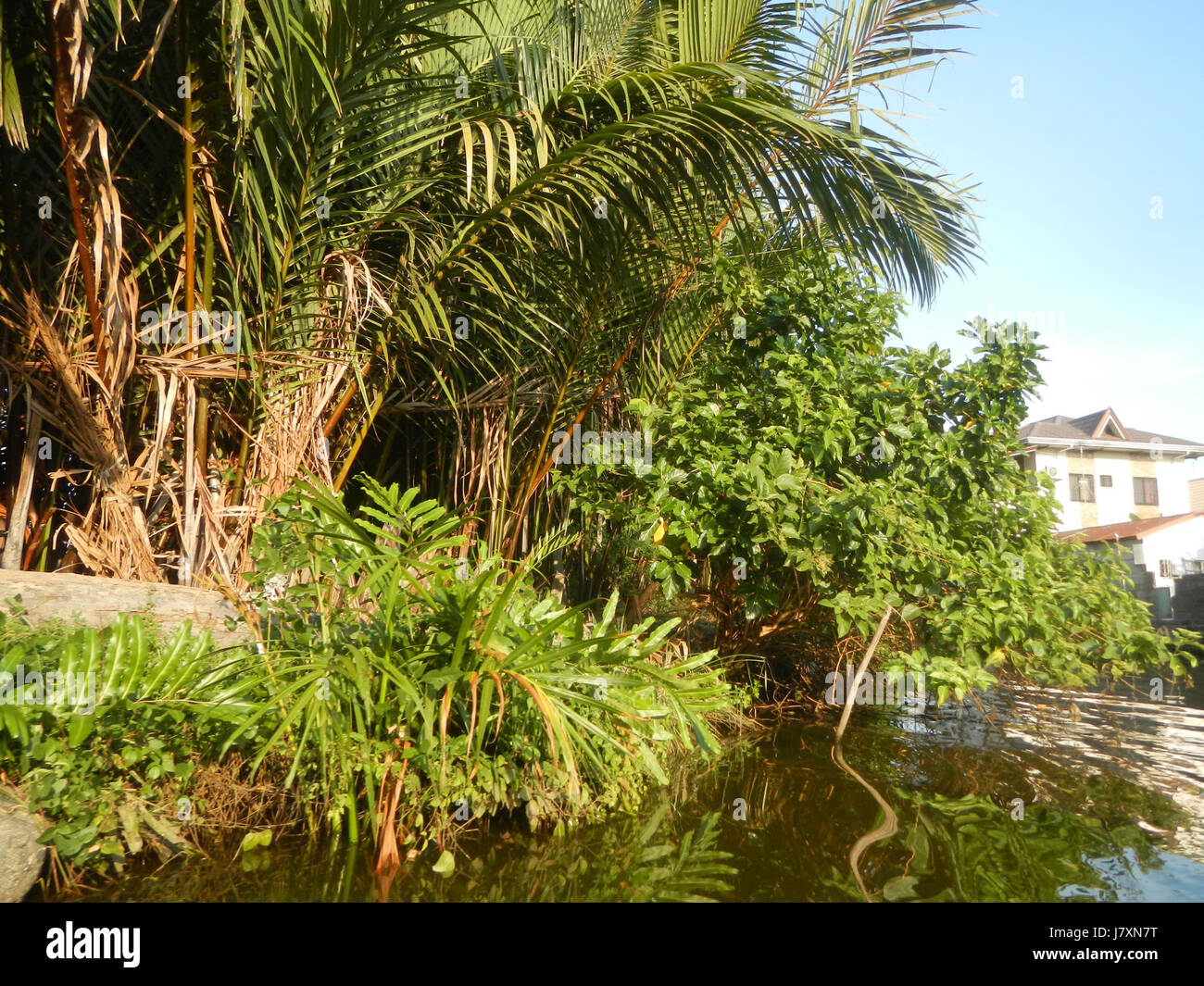 09979 Malolos River Districts City Nipa trees Bulacan Landmarks 04 ...