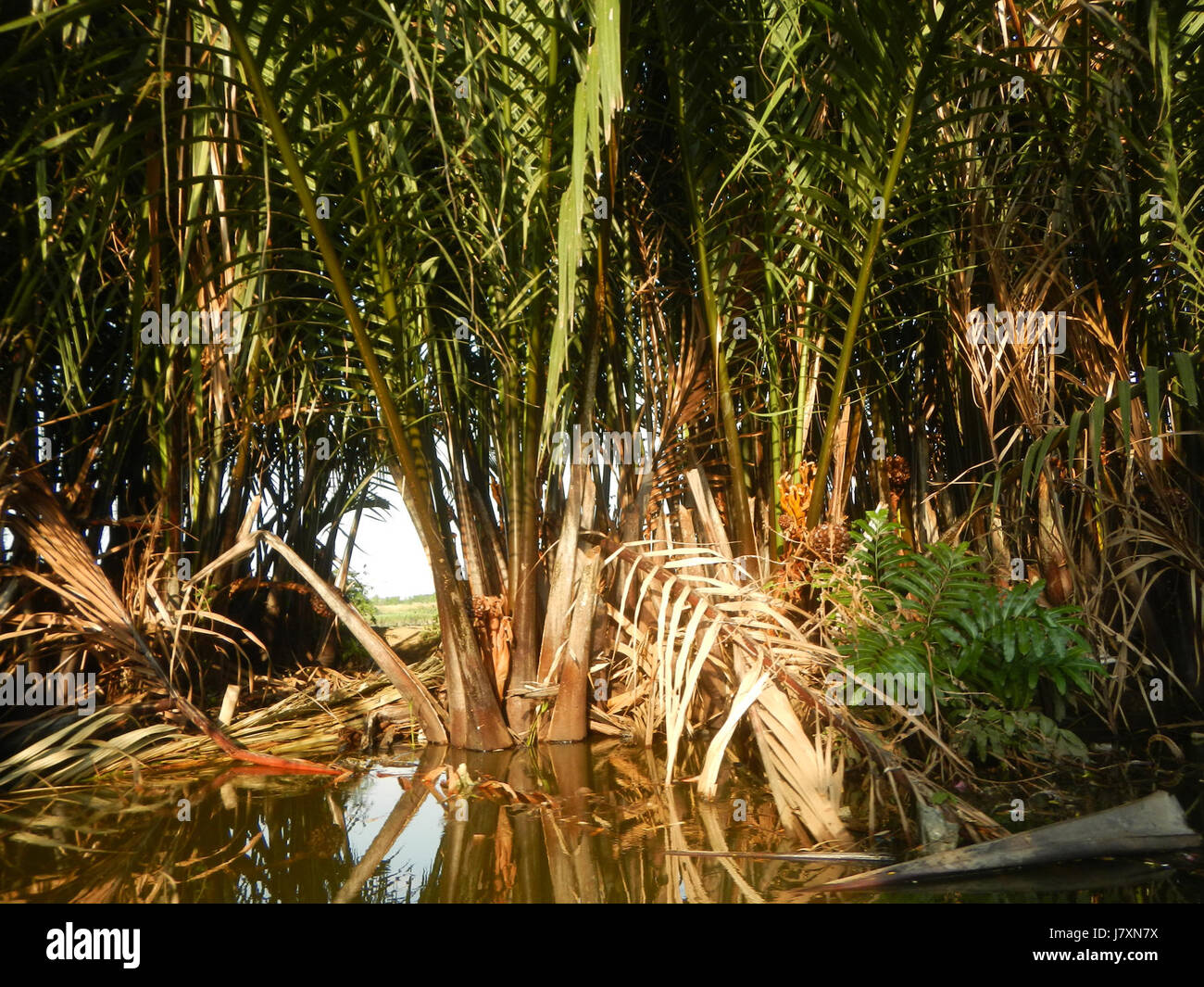 09979 Malolos River Districts City Nipa trees Bulacan Landmarks 06 ...