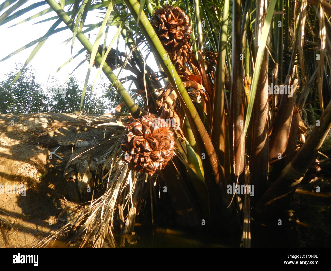 09979 Malolos River Districts City Nipa trees Bulacan Landmarks 15 ...